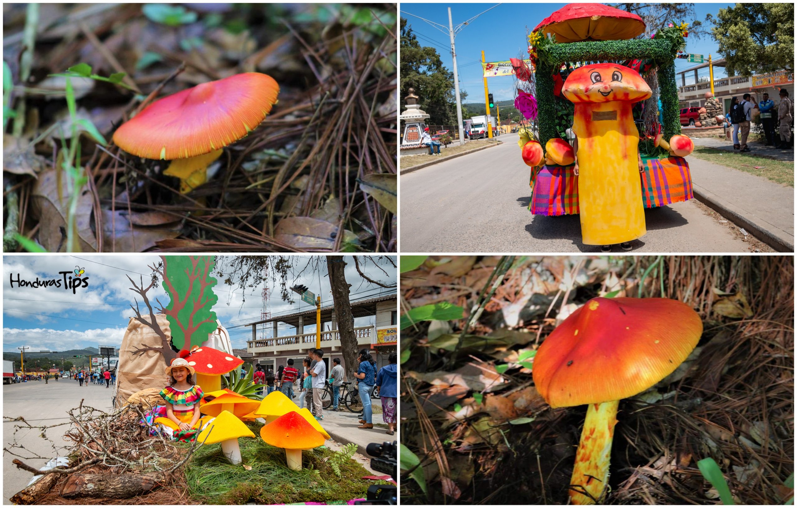 Inicia la temporada del choro: el hongo más famoso de Intibucá