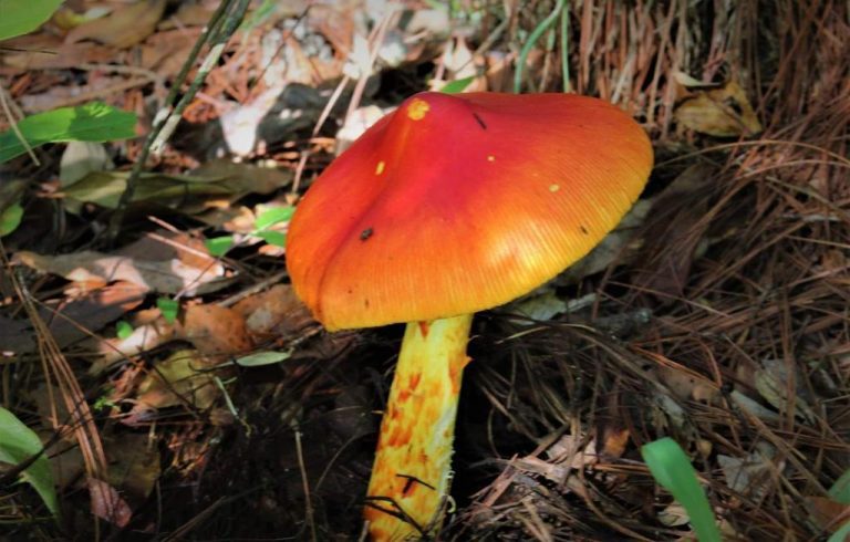 Inicia la temporada del choro: el hongo más famoso de Intibucá