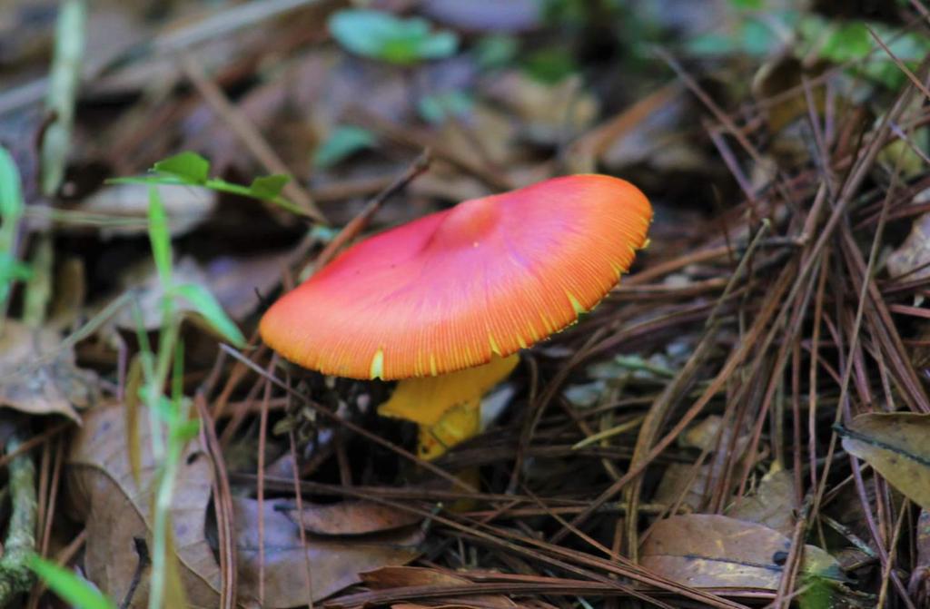 Inicia la temporada del choro: el hongo más famoso de Intibucá