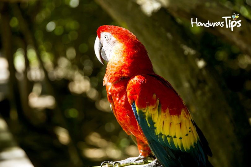 7 datos importantes que todo hondureño debe saber de la guacamaya roja