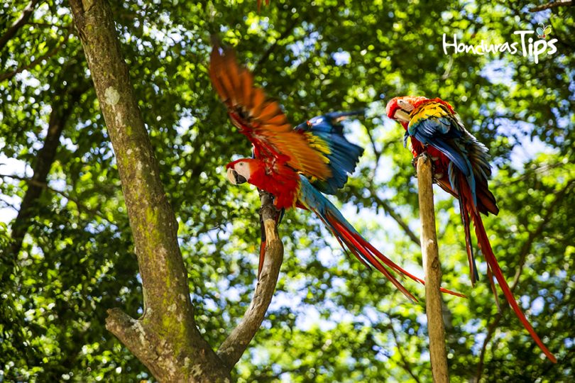7 datos importantes que todo hondureño debe saber de la guacamaya roja