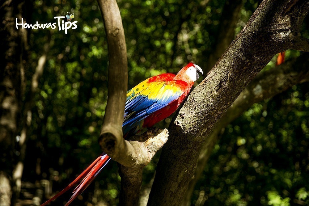 7 datos importantes que todo hondureño debe saber de la guacamaya roja