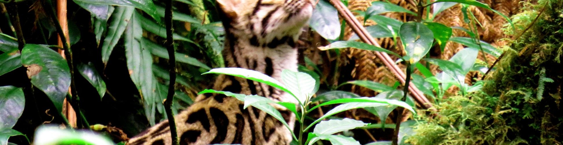 Captan en los bosques de La Tigra un pequeño tigrillo rondando la zona