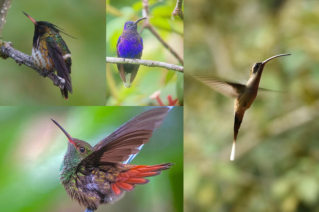 Conozca los 20 tipos de colibríes que adornan los bosques hondureños