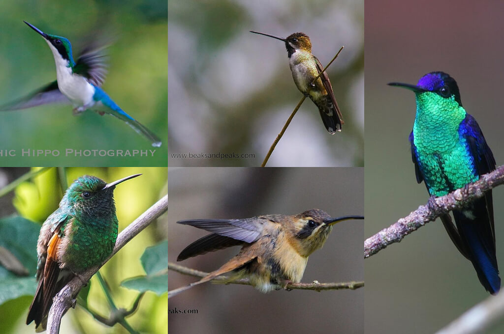 Conozca los 20 tipos de colibríes que adornan los bosques hondureños