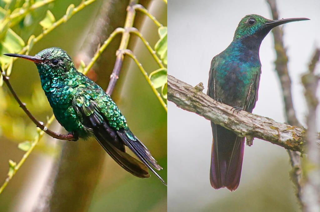 Conozca los 20 tipos de colibríes que adornan los bosques hondureños