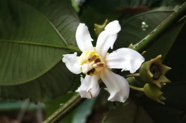 Honduras un país con una gran riqueza en biodiversidad