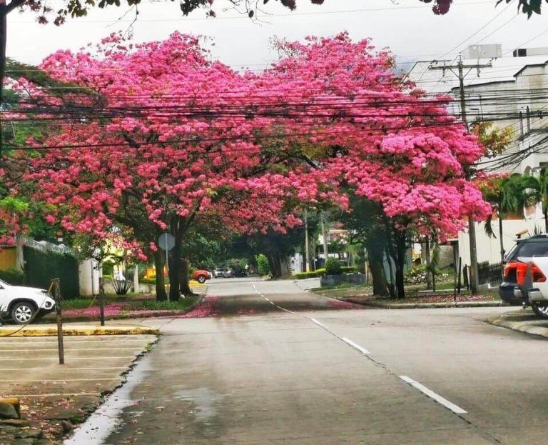 Macuelizos embellecen las calles de la Capital Industrial de Honduras