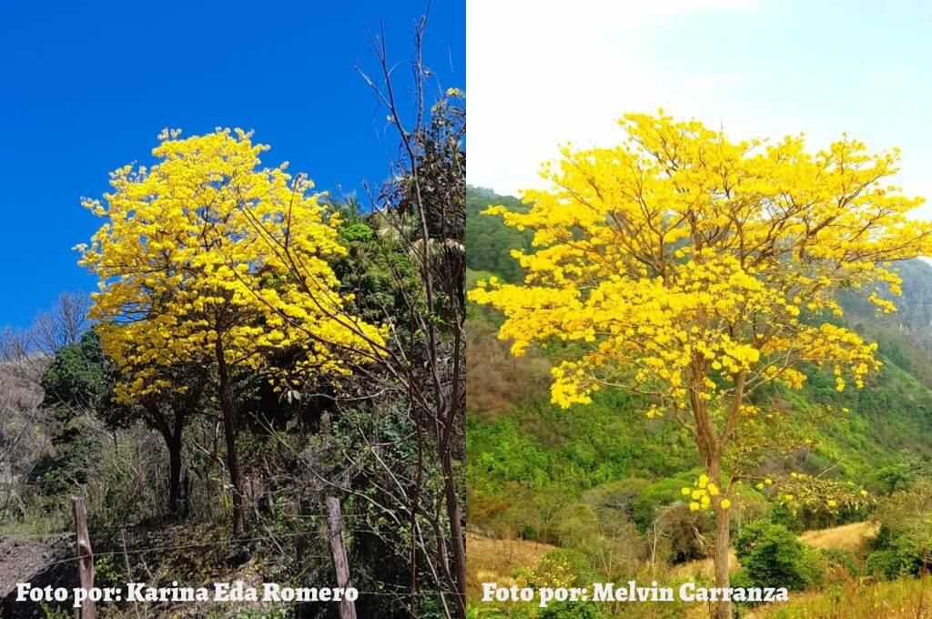 Las calles de Honduras se llenan de color en verano con los macuelizos