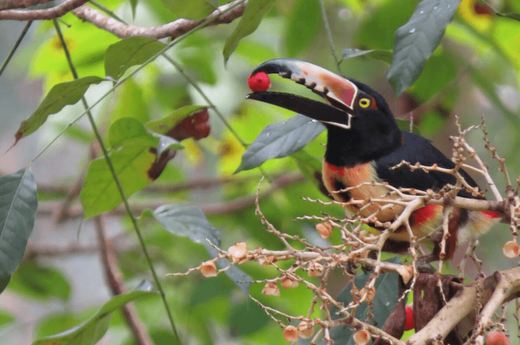 Hermosas especies de tucanes que habitan en el territorio nacional
