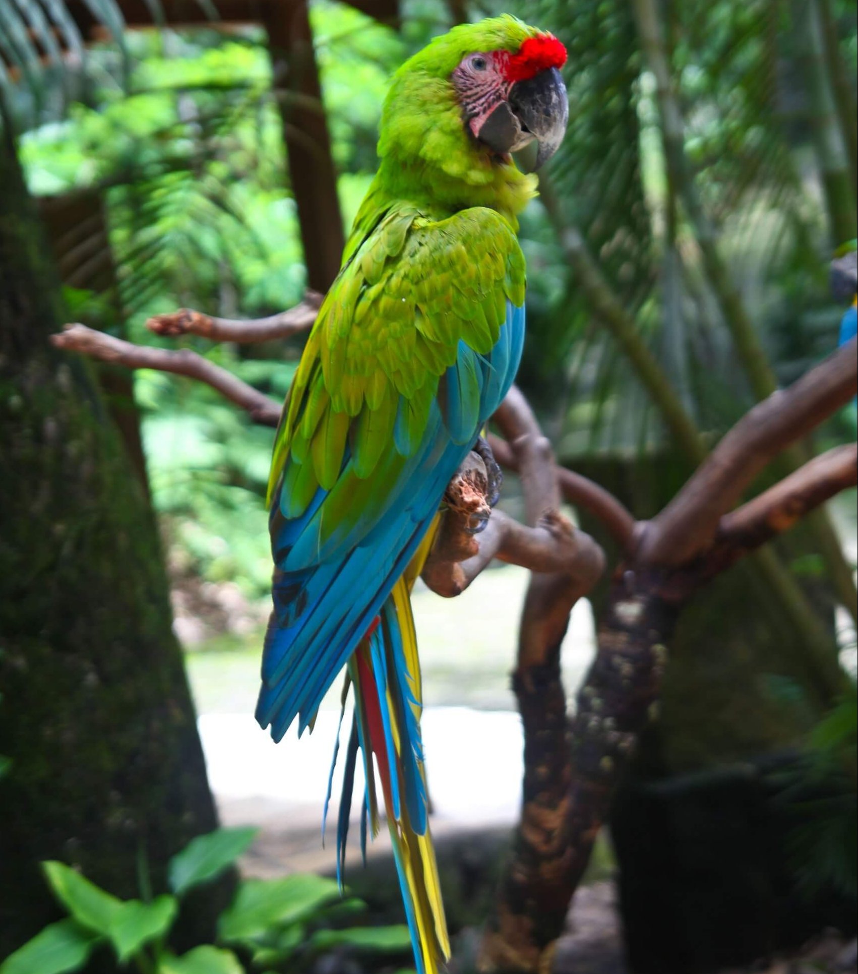 Guacamaya roja, una especie que reafirma el orgullo hondureño