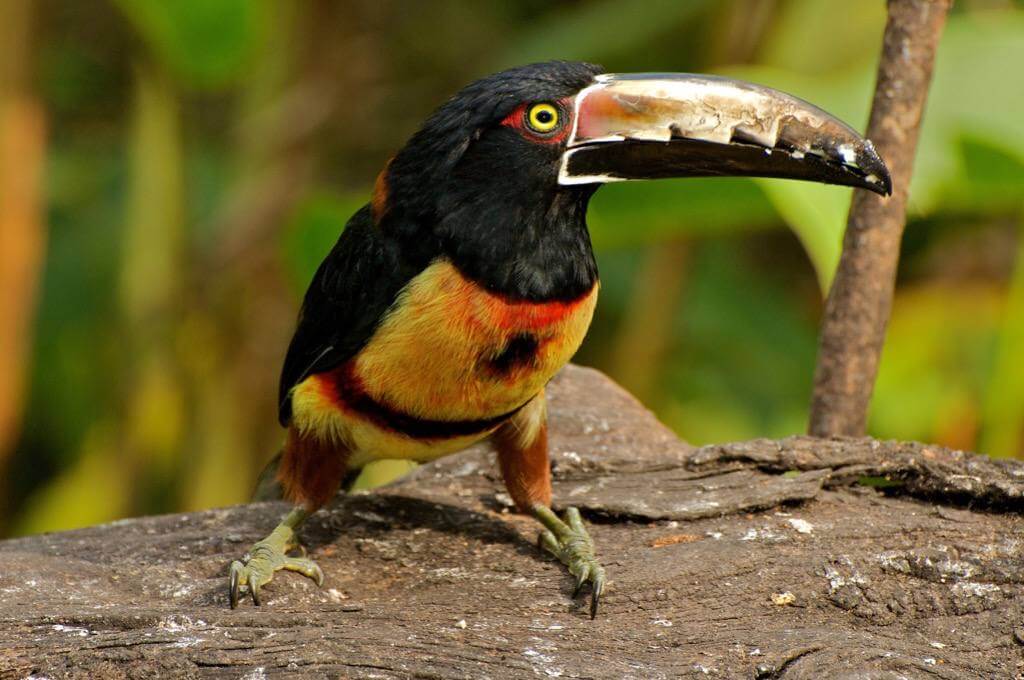 Hermosas especies de tucanes que habitan en el territorio nacional