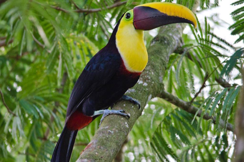 Hermosas especies de tucanes que habitan en el territorio nacional
