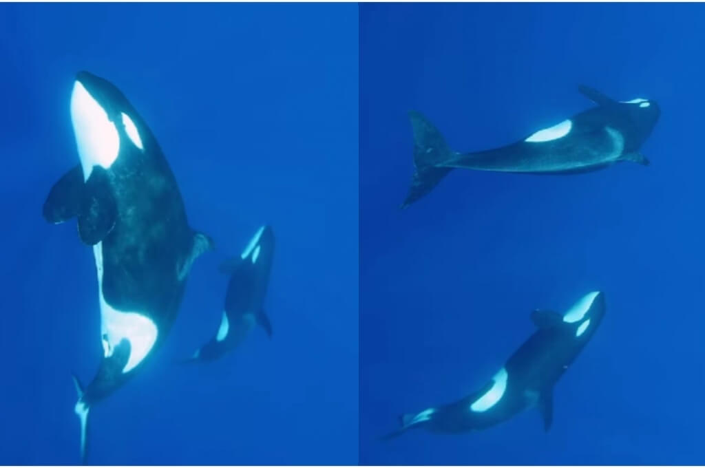 Mamá orca y su cría fueron captadas en el mar de Roatán